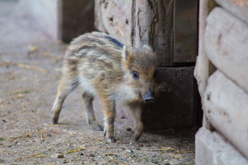 Young Wild Boar in the Barn Stock Image - Image of parm, young: 47245069