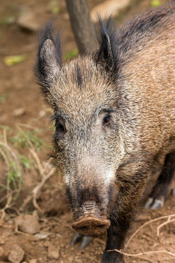 Young wild boar stock photo. Image of specie, forest - 42387150