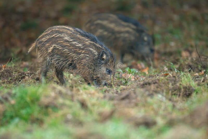 Three wild pigs stock photo. Image of animal, adventure - 10125484