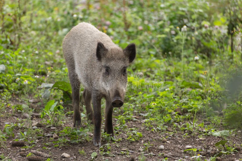 Young wild boar foraging stock image. Image of swampy - 42471001