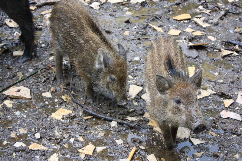 Young wild boar stock photo. Image of mouth, young, piglet - 41217608