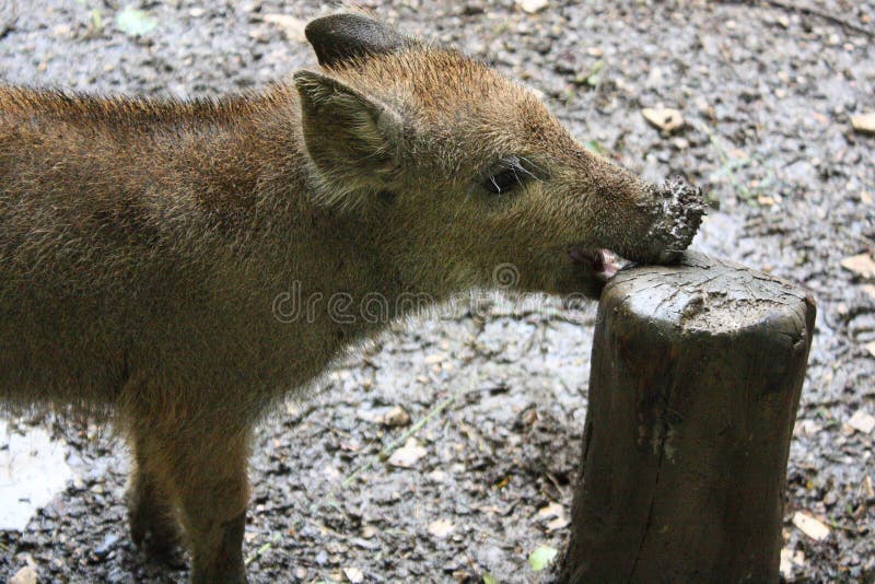 Young wild boar stock image. Image of young, mouth, nature - 41217609
