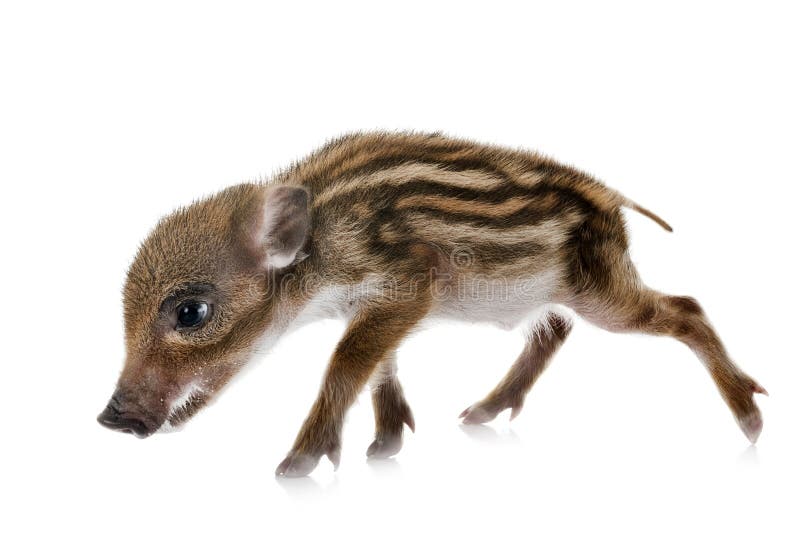 Boar stock image. Image of boar, mammal, male, teeth, wild - 1681567