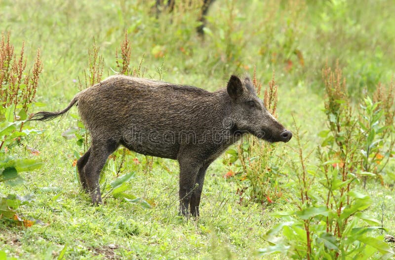 Young wild boar stock image. Image of hooter, boar, hoofed - 44232091
