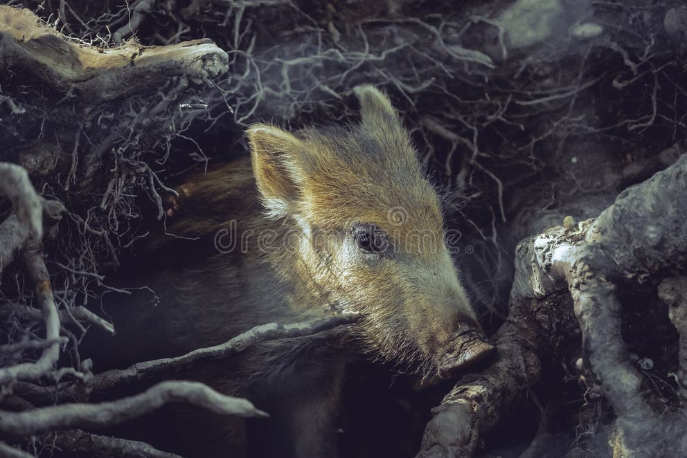 Young Wild Boar Hiding on a Hole Under a Tree Stock Image - Image of ...