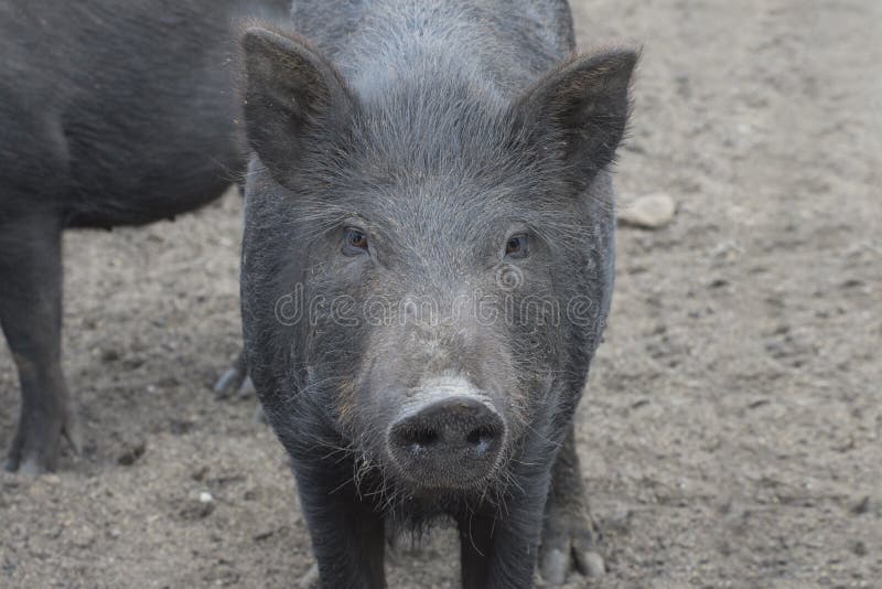 Young Wild Boar Pig Sus Scrofa. Front View Stock Image - Image of boar ...