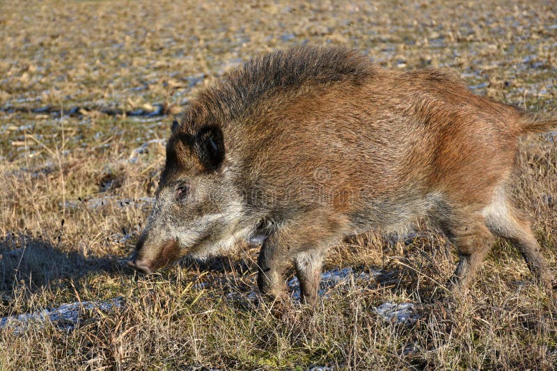 Boar Prowling Stock Photos - Free & Royalty-Free Stock Photos from ...