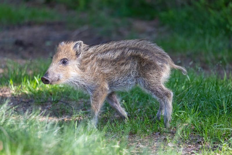 Young Wild Boar is Standing in the Forest Stock Image - Image of dark ...