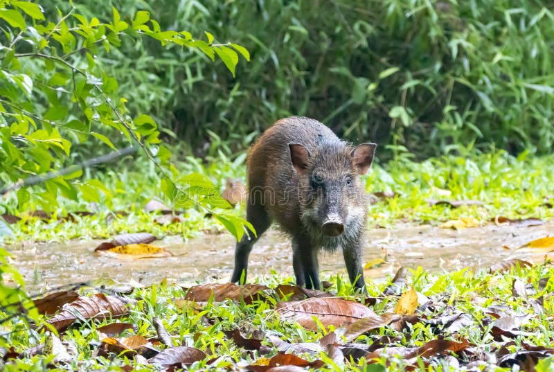 Young Wild Boar, Sus Scrofa, in a Rainforest in Southeast Asia Stock ...