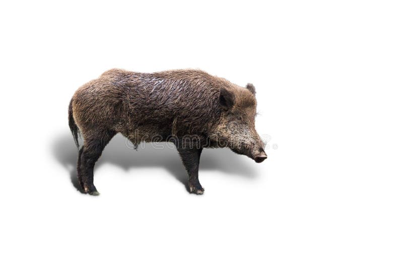 Wild boar on white stock image. Image of closeup, leader - 40338911