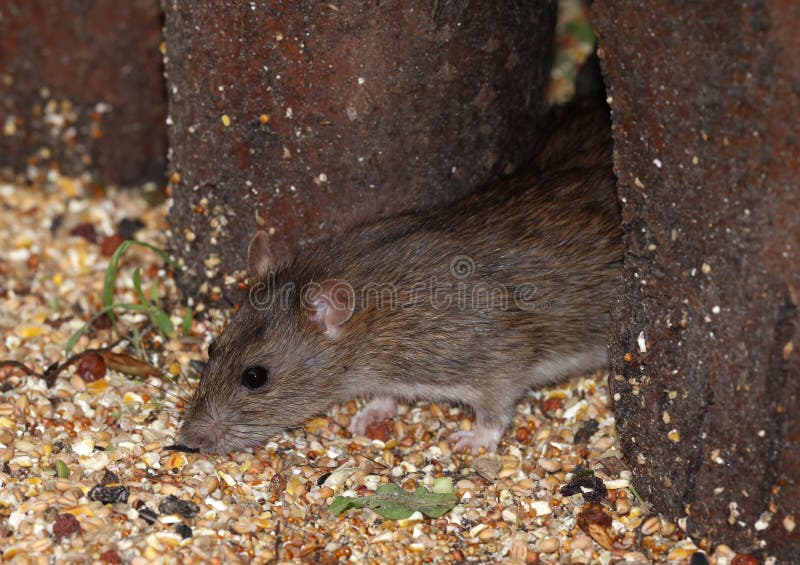 Brown Rat stock image. Image of wild, portrait, close - 9028739