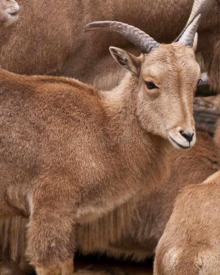 Wild goat Nilgiri Tahr stock image. Image of extinction - 272556613