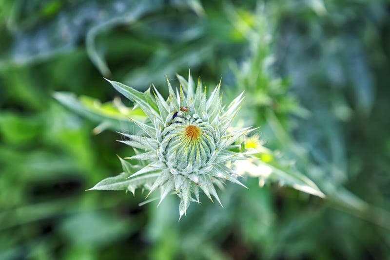 Young Wild-growing Thistle on Green Blurred Background. Stock Photo ...