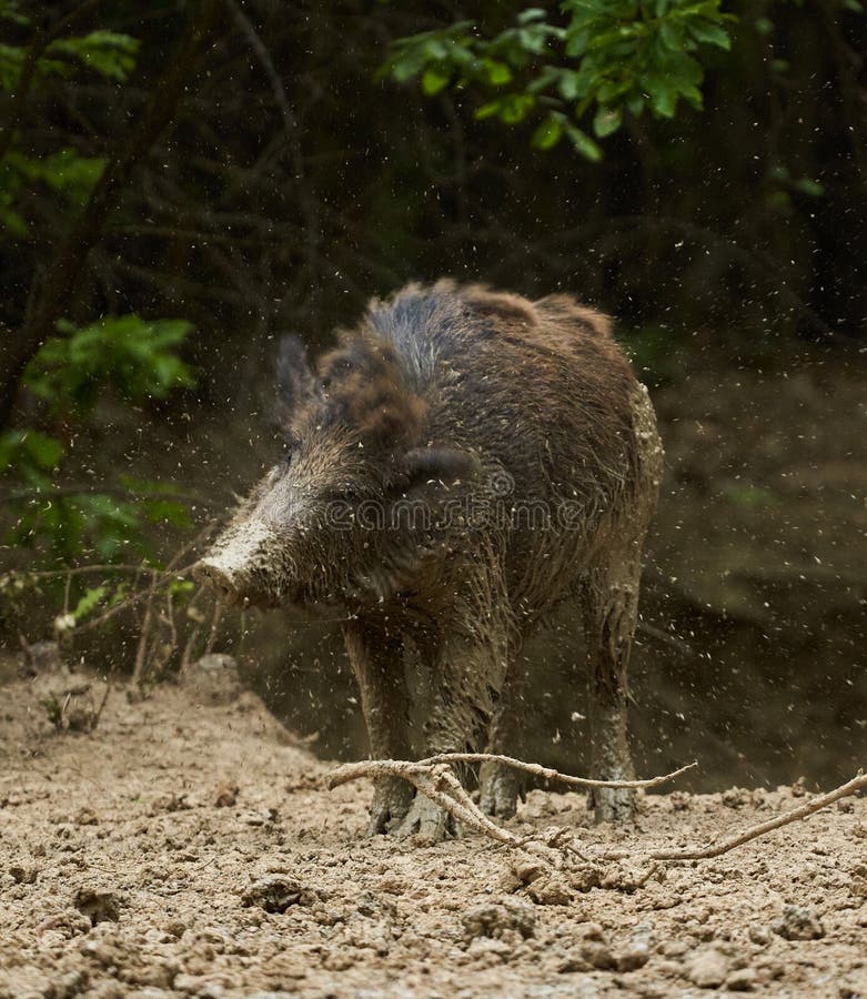 Young Wild Hog Covered in Mud Stock Image - Image of damage, male ...