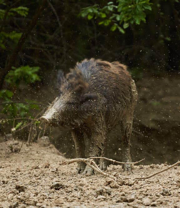 Young Wild Hog Covered in Mud Stock Image - Image of damage, male ...