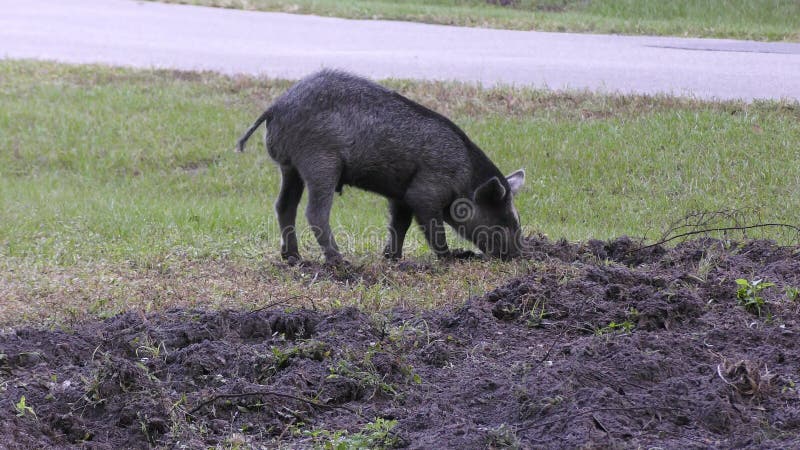 Young Wild Hog Digging Dirt Stock Footage - Video of black, young ...