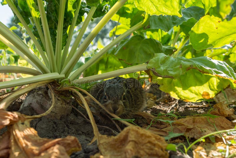 A Young Wild Jackrabbit Hides in the Beetroot. Stock Photo - Image of ...