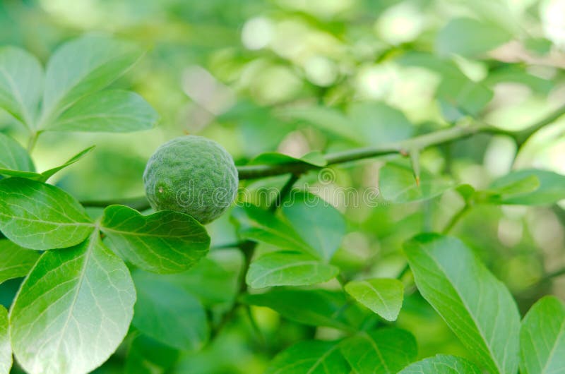 Young Wild Lemon Fruit stock photo. Image of crude, outdoors - 36323952