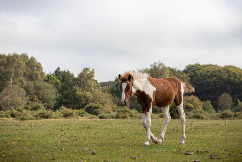 A Young Wild New Forest Pony Running through the Countryside Stock ...