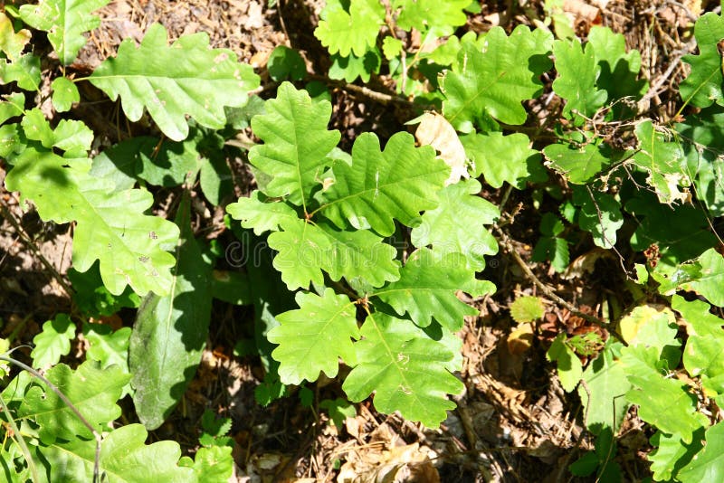 Pressy Forest Stock Photos - Free & Royalty-Free Stock Photos from ...