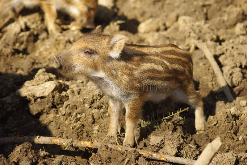 Three wild pigs stock photo. Image of animal, adventure - 10125484
