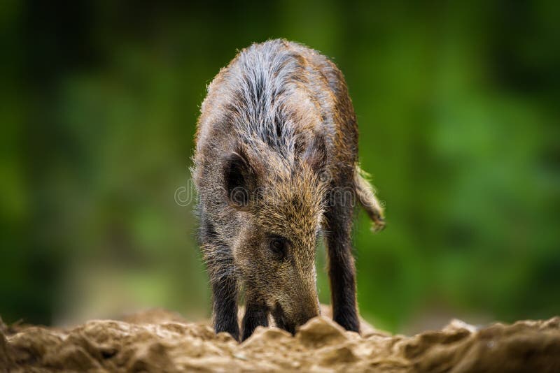 Young Wild Pig Looking for Food in the Forest Stock Image - Image of ...
