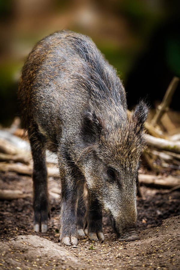 Young Wild Pig Looking for Food in the Forest Stock Image - Image of ...