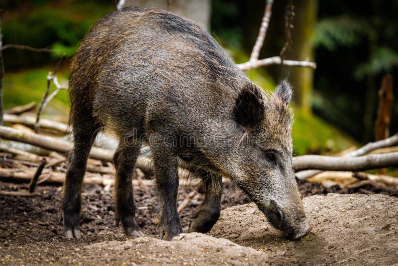 Young Wild Pig Looking for Food in the Forest Stock Photo - Image of ...
