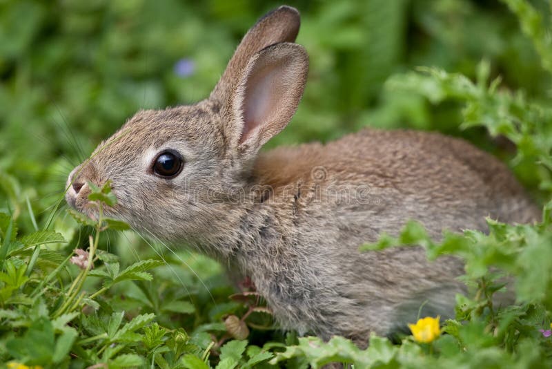 Wild cotton tail rabbit stock photo. Image of rocks, rabbit - 6223304