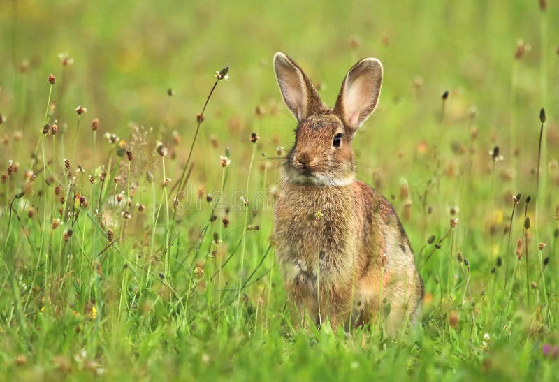 Wild rabbit on meadow stock image. Image of cuniculus - 97283003