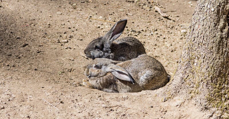 Young Wild Rabbit Feeding on Cut Grass Stock Image - Image of green ...