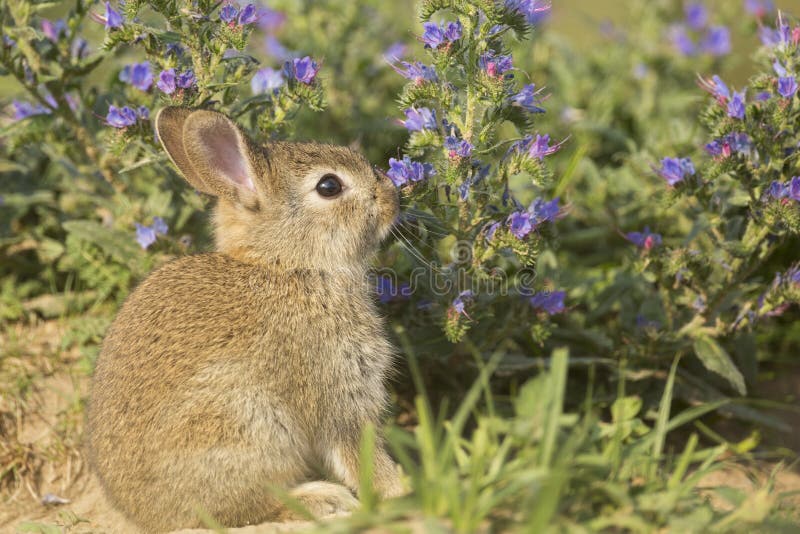 Wild European rabbits stock photo. Image of details, close - 32839642