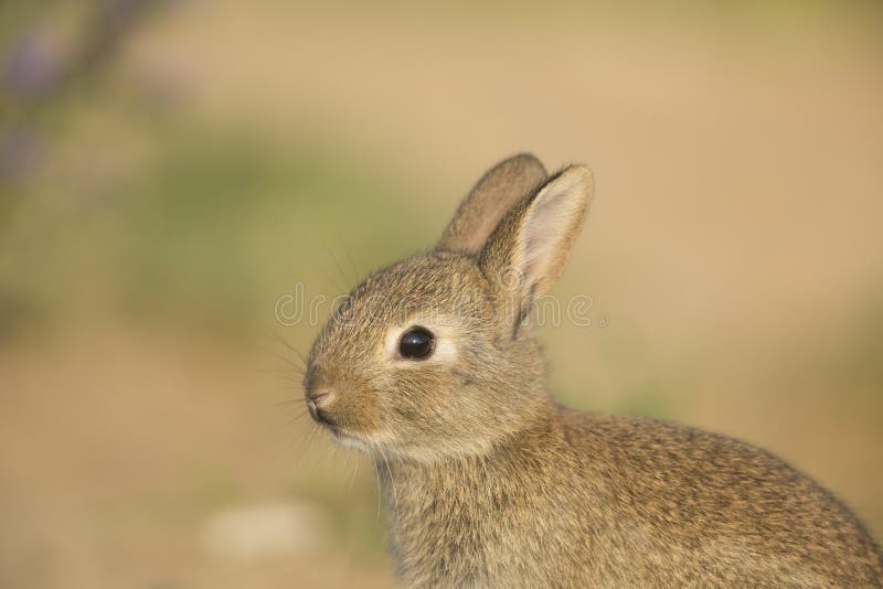 Young wild rabbit stock photo. Image of brown, nature - 35450496