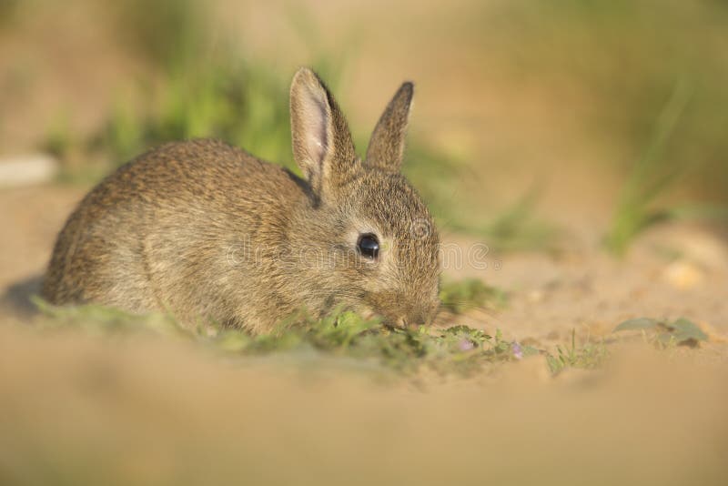 Young wild rabbit stock image. Image of nature, small - 35450499