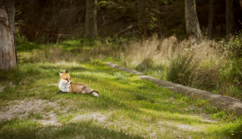 Young Wild Red Fox Resting in the Forest Stock Image - Image of ...