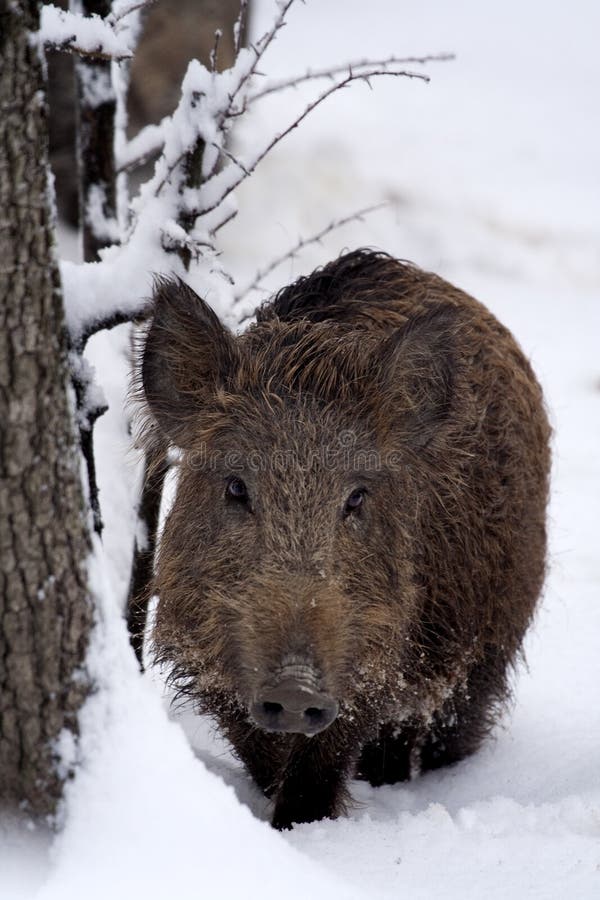 Wild Boar or Wild Hog (Sus Scrofa) Stock Image - Image of ears, boar ...