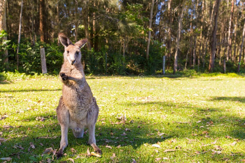 Young Wildlife Kangaroo in Park. Stock Photo - Image of pouch, close ...