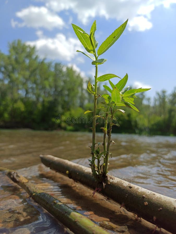 Young Willow Shoots Growing from a Severed Branch in the River Stock ...