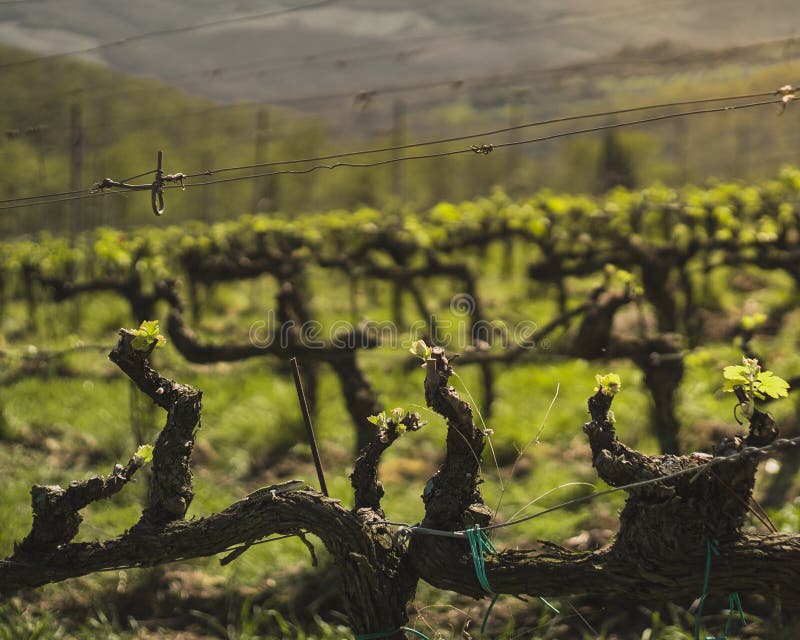 Young Wine Grapes Growing in the Spring Stock Image - Image of divine ...