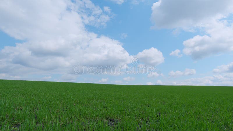 Young Winter Wheat Field in the Field. Grass is Waving in Wind. Fresh ...