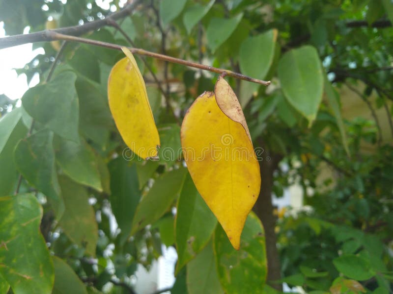 Young withered image stock image. Image of blossom, autumn - 257869093