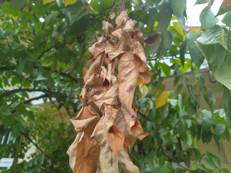 Young withered image stock photo. Image of food, leaf - 257869172