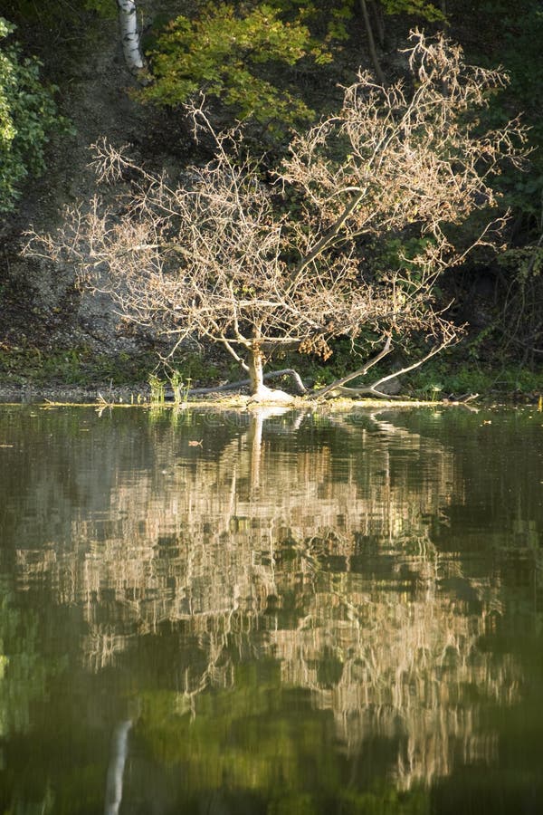 A Young Withered Tree is Reflected in the Water Surface of a Calm River ...