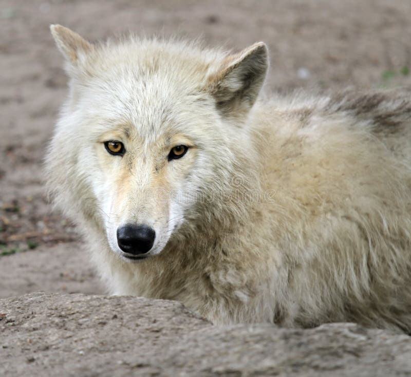 Young Wolf stock photo. Image of young, wolf, nordic - 14841480