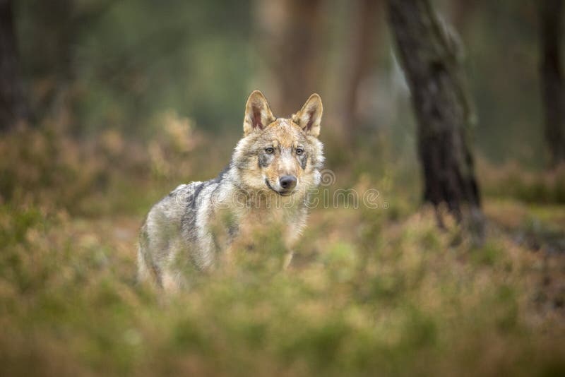 Young Wolf Staring at Its Pray. Isolated. Stock Photo - Image of pray ...
