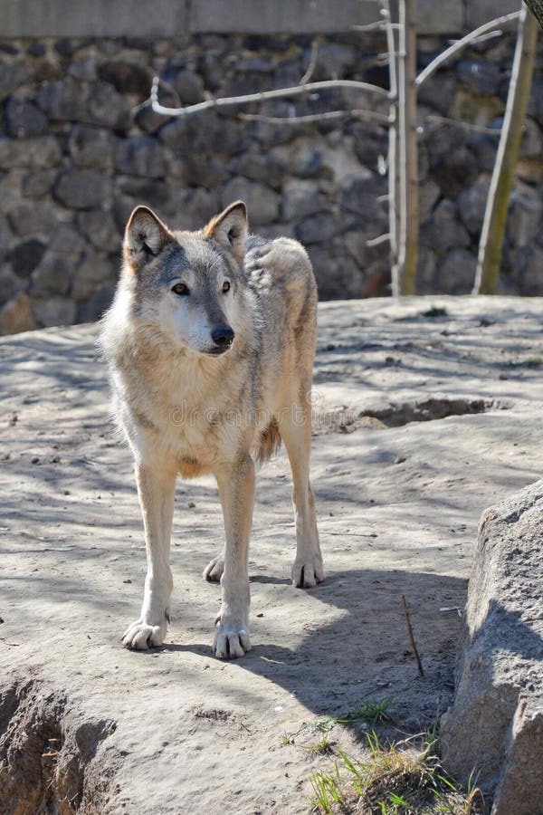 Young wolf in the Kyiv zoo stock photo. Image of excursion - 39406392