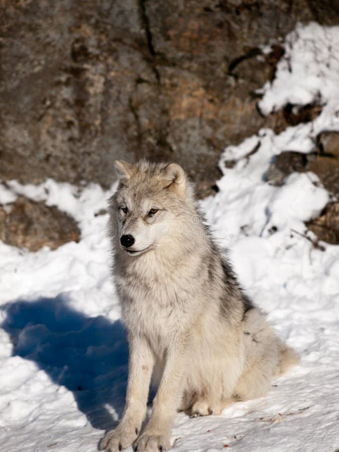 Young Wolf Staring at Its Pray. Isolated. Stock Photo - Image of pray ...