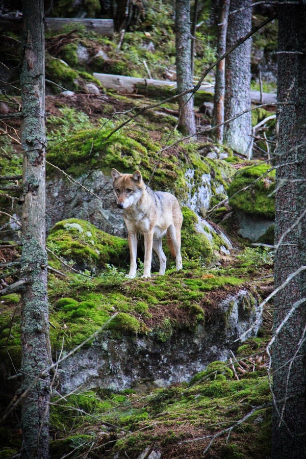 Young wolf on the rock. stock photo. Image of czechia - 107222050