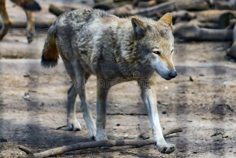 Young Wolf Walking in the Zoo Stock Image - Image of bovine, deer ...