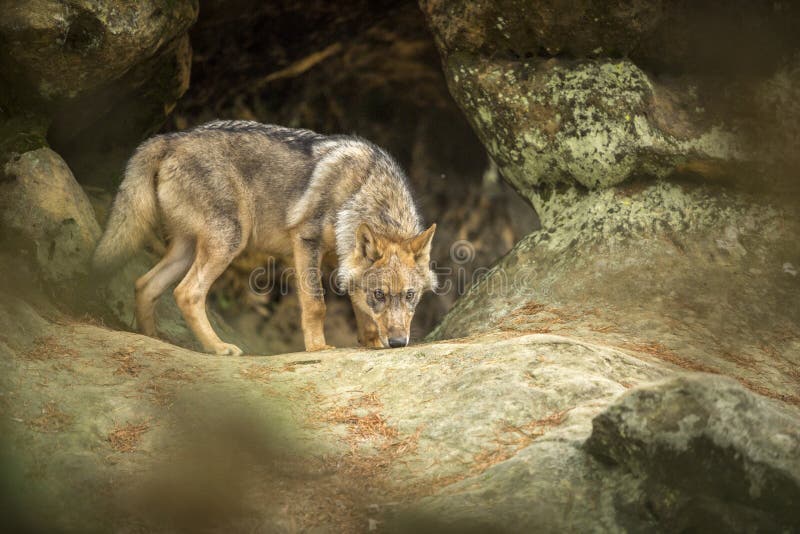 Young wolf stock photo. Image of forest, wolf, canis - 103182356